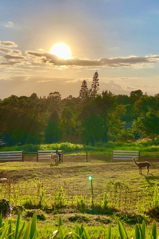 Maui: Alpaca Farm Visit with Hands-On Activities - The Sum Up