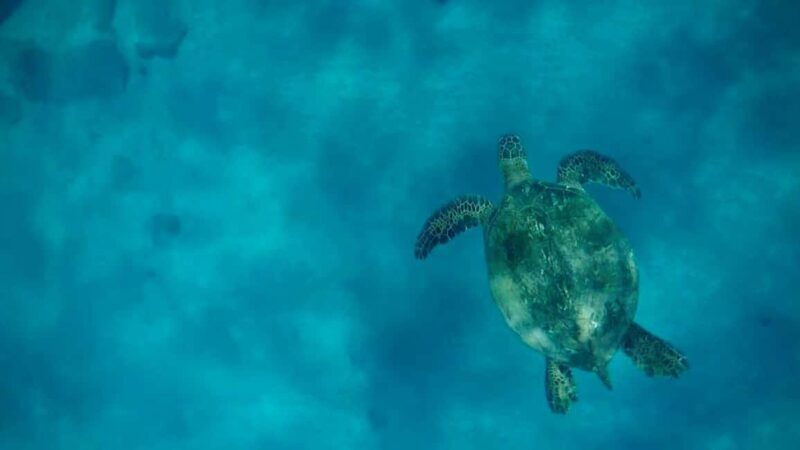 Maui and Lanai: Snorkel and Dolphin Adventure Tour - An Introduction to the Experience