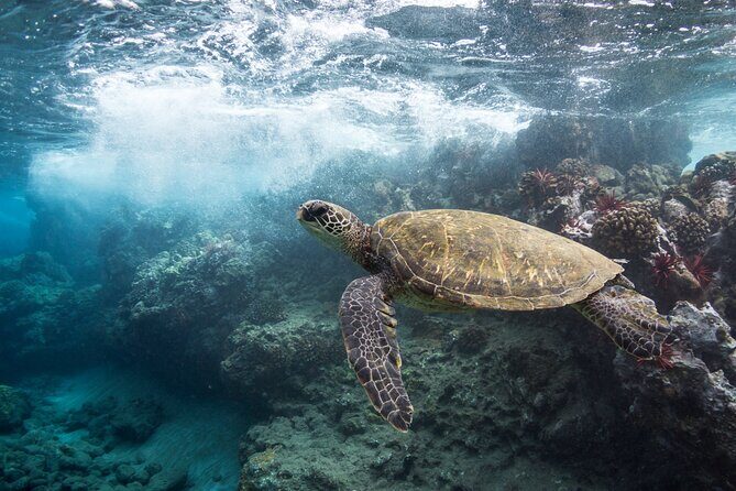 Maui Beach Parks Self-Guided Driving Tour - Who Should Consider This Tour?