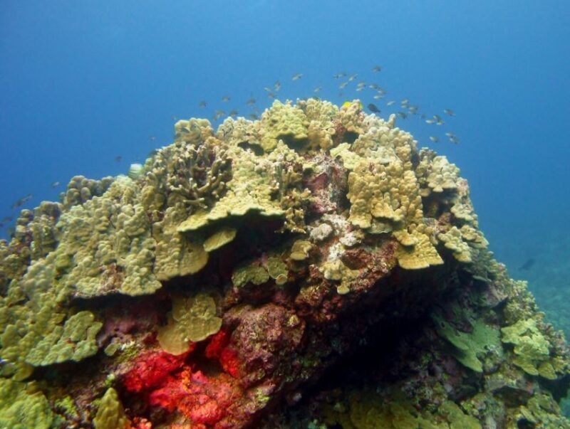 Maui Beach / Shoreline Snorkel - Introduction: What to Expect from Maui’s Shoreline Snorkel
