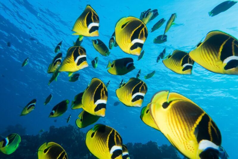 Maui: Beginner Discovery Scuba Dive Excursion from Lahaina - Why This Tour Offers Great Value