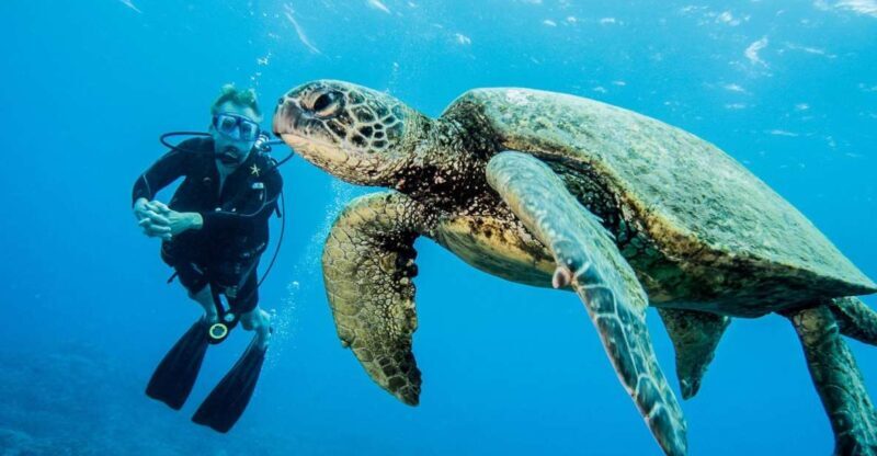 Maui: Beginner Discovery Scuba Dive Excursion from Lahaina - A Closer Look at the Experience