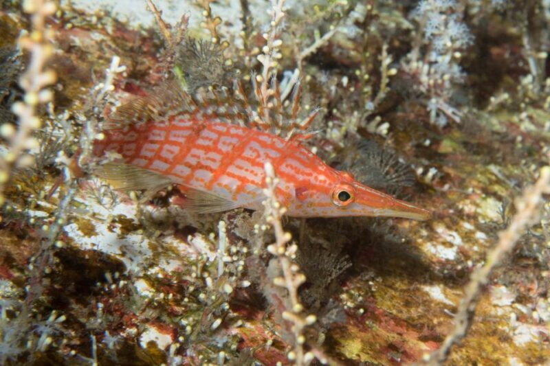 Maui: Beginner Discovery Scuba Dive Excursion from Lahaina - What Makes It Stand Out