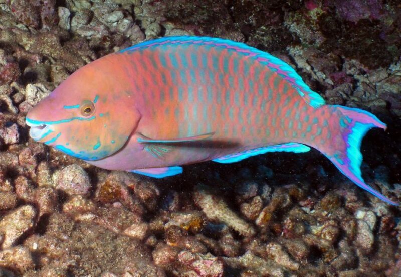 Maui: Beginner Discovery Scuba Dive Excursion from Lahaina - The Practicalities and Logistics