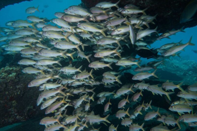 Maui: Beginner Discovery Scuba Dive Excursion from Lahaina - The Booking and Cancellation Process