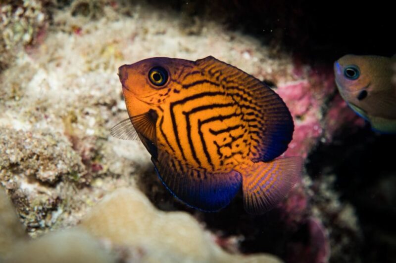Maui: Beginner Discovery Scuba Dive Excursion from Lahaina - Why This Experience Works Well