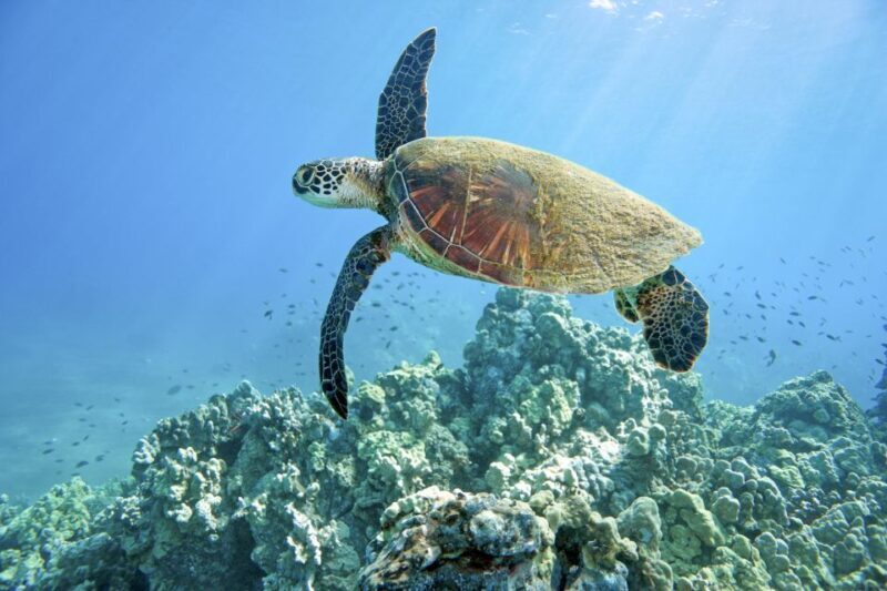 Maui: Beginner Discovery Scuba Dive Excursion from Lahaina - The Sum Up