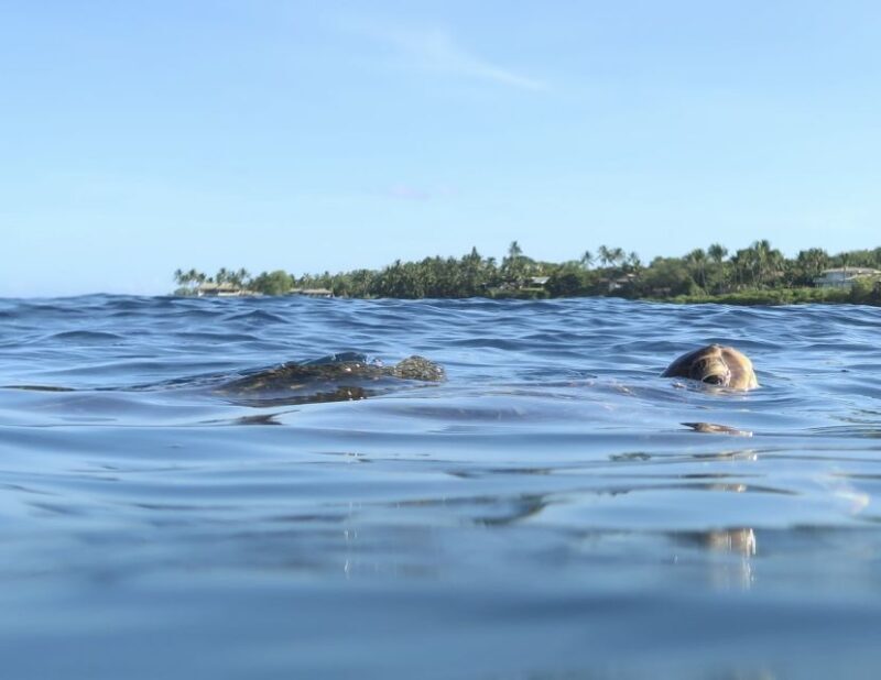 Maui: Beginner Level Private Stand-Up Paddleboard Lesson - Key Points