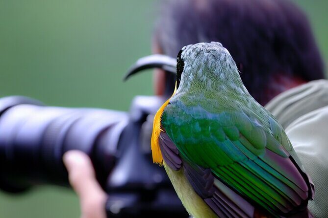 Maui Birdwatching at Maui Bird House - Logistical Details and Practical Tips