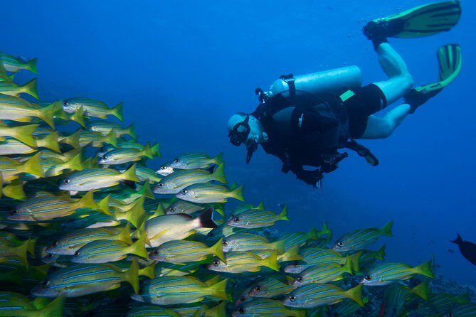 Maui Certified Shore Diving from Lahaina - An In-Depth Look at the Maui Shore Diving Experience