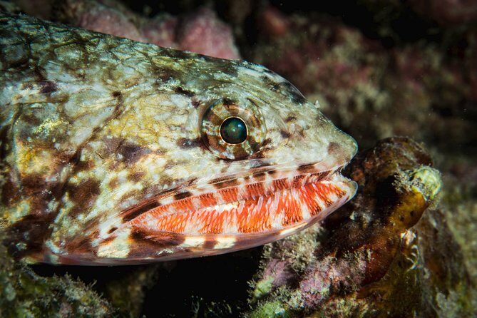 Maui Certified Shore Diving from Lahaina - Frequently Asked Questions