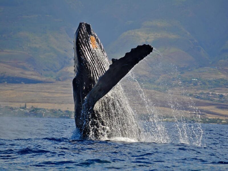 Maui: Custom Elite Tour with Escalade & Meals - Frequently Asked Questions