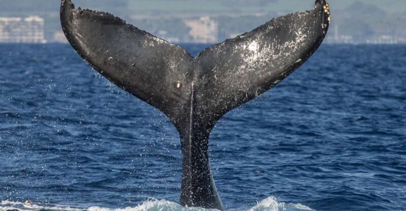 Maui: Deluxe Whale Watch Sail & Lunch from Ma`alaea Harbor - A Detailed Look at the Tour