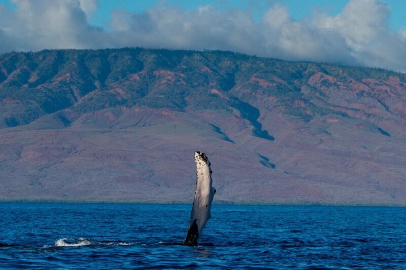 Maui: Deluxe Whale Watch Sail & Lunch from Ma`alaea Harbor - Potential Drawbacks & Considerations