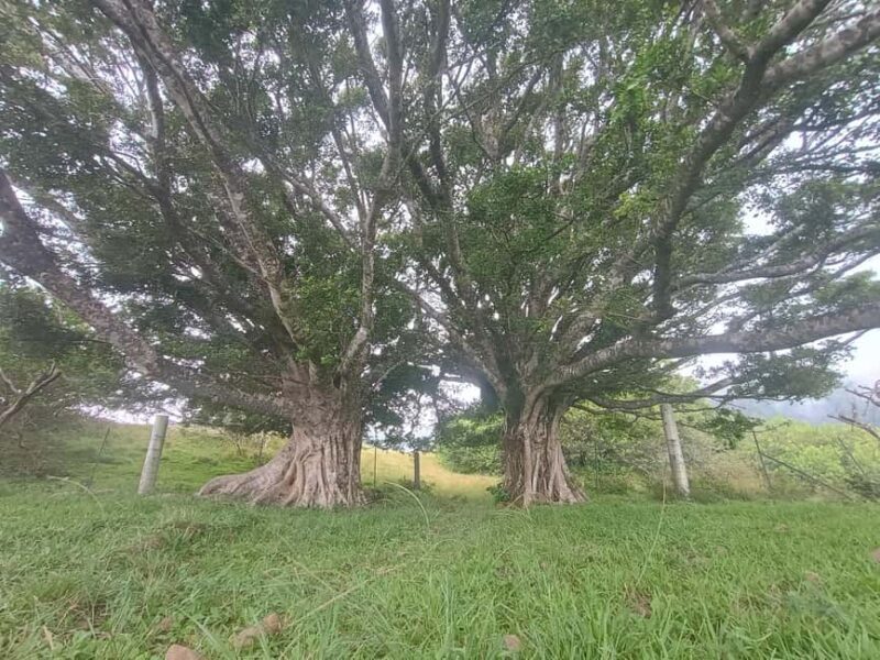 Maui: East Side Hiking Tour - The Real Value