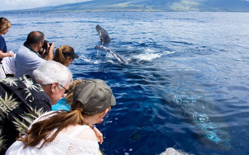 Maui: Eco-Friendly Whale Watching Tour from Ma'alaea Harbor - An Honest Look at the Experience