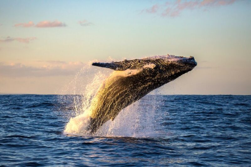 Maui: Eco-Friendly Whale Watching Tour from Ma'alaea Harbor - Who Will Love This Tour?