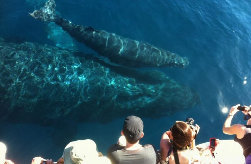 Maui: Eco-Friendly Whale Watching Tour from Ma'alaea Harbor - Final Thoughts