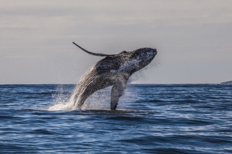 Maui: Eco-Friendly Whale Watching Tour from Ma'alaea Harbor - FAQ