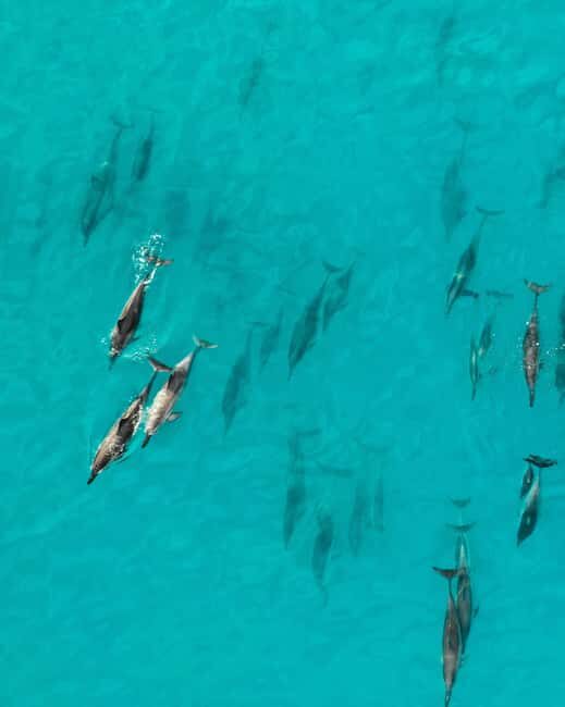 Maui: Eco-Raft Dolphin Watch Tour with Snacks - The Itinerary and What You Can Expect