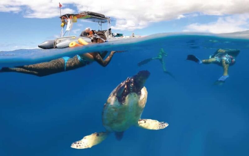 Maui Eco Raft: Turtle Snorkel + Whale Watch(Semi-Private) - The Itinerary in Detail