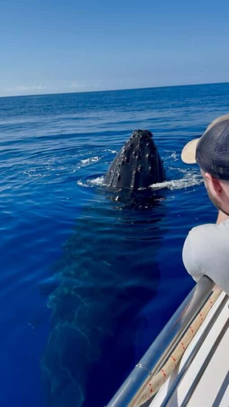 Maui: Epic Small Group Whale Watch - Key Points