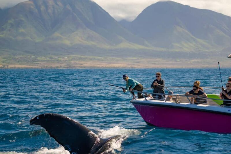Maui: Epic Small Group Whale Watch - The Sum Up
