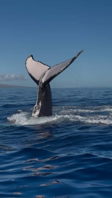 Maui: Epic Small Group Whale Watch - FAQ