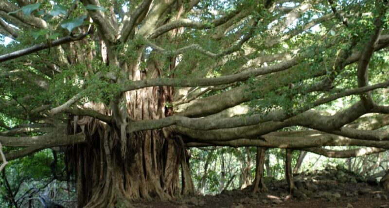 Maui: Full Day Hiking Tour with Lunch - Exploring Maui’s Scenic Side: The Full Day Itinerary