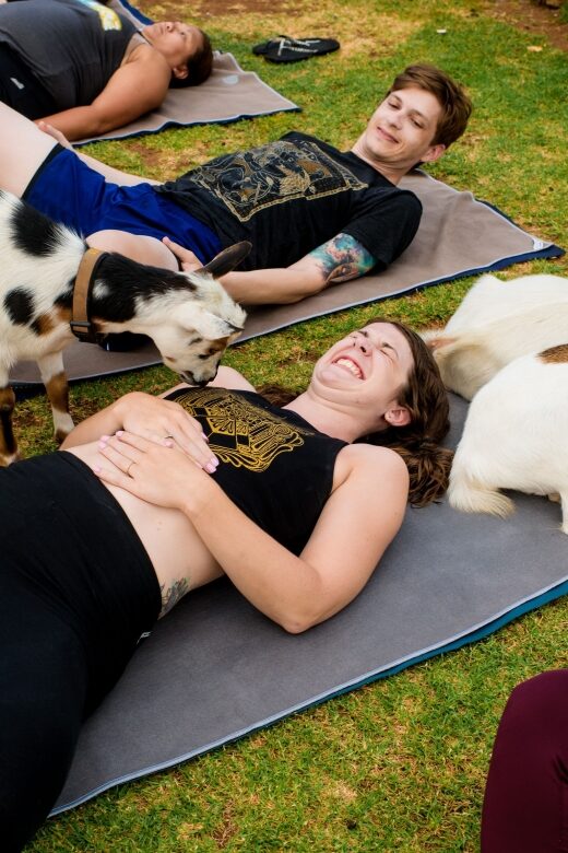 Maui Goat Yoga with Miniature Goats - Key Points