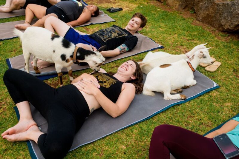 Maui Goat Yoga with Miniature Goats - What to Expect at Maui Goat Yoga