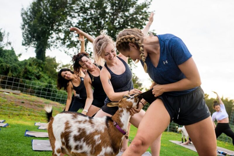 Maui Goat Yoga with Miniature Goats - The Miniature Goats: Playful and Friendly