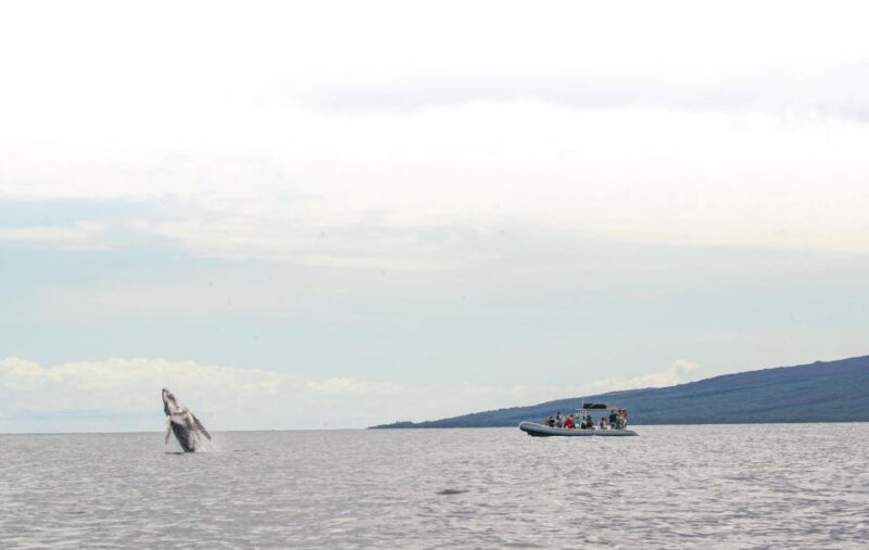 Maui: Guided Whale Watching Tour on Eco Raft - Key Points