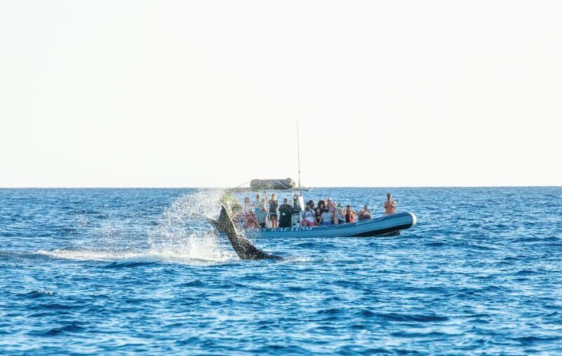 Maui: Guided Whale Watching Tour on Eco Raft - The Experience on the Water