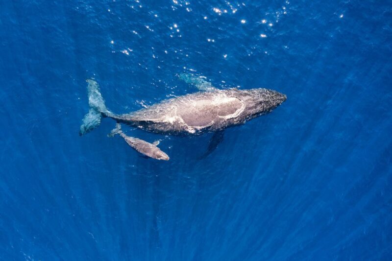 Maui: Guided Whale Watching Tour on Eco Raft - Who This Tour Is Best For