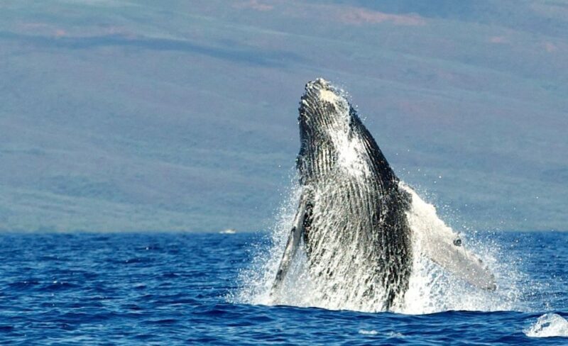 Maui: Guided Whale Watching Tour on Eco Raft - Frequently Asked Questions