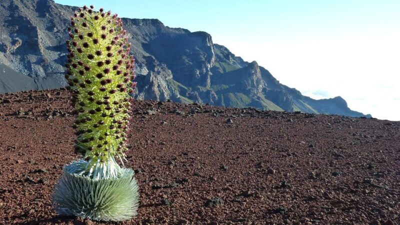Maui: Haleakala Sunrise Tour with Pick-up - FAQ