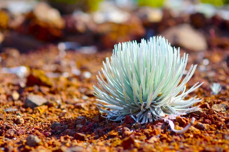Maui: Haleakala Sunset and Stargazing Tour with Dinner - Stargazing and Night Sky