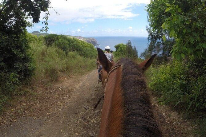 Maui Horseback Adventure at Circle M Ranch With Real Cowboys - Cost and Value
