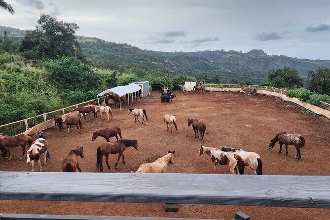 Maui Horseback Adventure at Circle M Ranch With Real Cowboys - Who Should Consider This Tour?