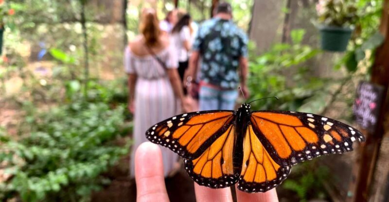 Maui: Interactive Butterfly Farm Entrance Ticket - What to Expect During Your Visit