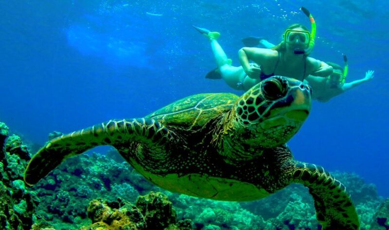 Maui: Kaanapali Beach 4-hour Snorkel w/ BBQ Lunch & Open Bar - An Introduction to the Experience
