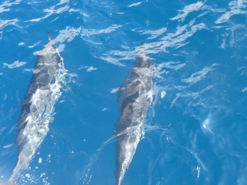 Maui: Kaanapali Beach 4-hour Snorkel w/ BBQ Lunch & Open Bar - The Itinerary and Marine Encounters