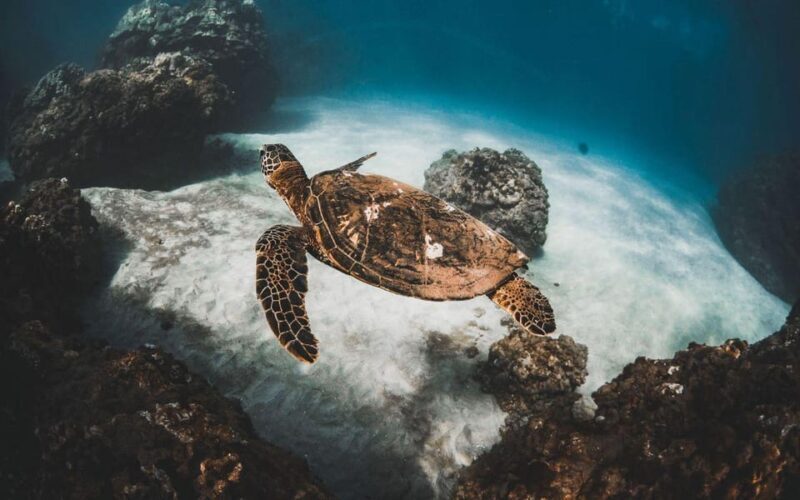 Maui: Luxury Catamaran Turtles & Tacos Snorkel - Practical Tips for Booking