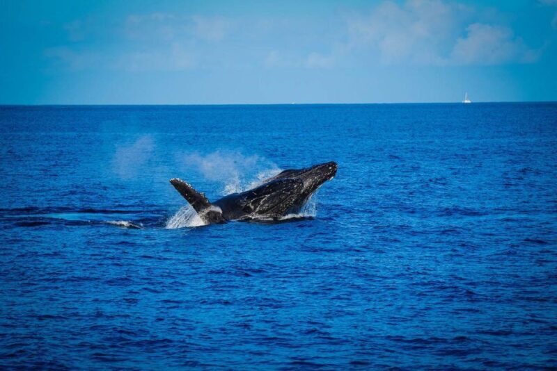 Maui: Luxury Catamaran Whale Watch & Sail - An In-Depth Look at Maui’s Luxury Whale Watch & Sail