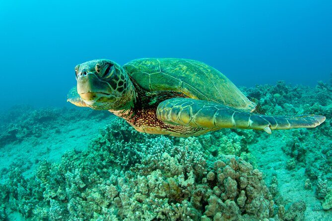 Maui Magic Adventure Snorkel: Molokini Crater and Turtle Stop - What Makes This Tour Stand Out