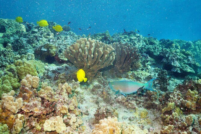 Maui Magic Adventure Snorkel: Molokini Crater and Turtle Stop - Who Will Love This Tour?