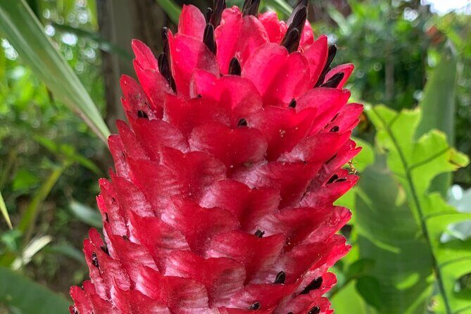 Maui Magical Waterfall and Jungle Tour: Road to Hana - Authentic Experiences From Reviews
