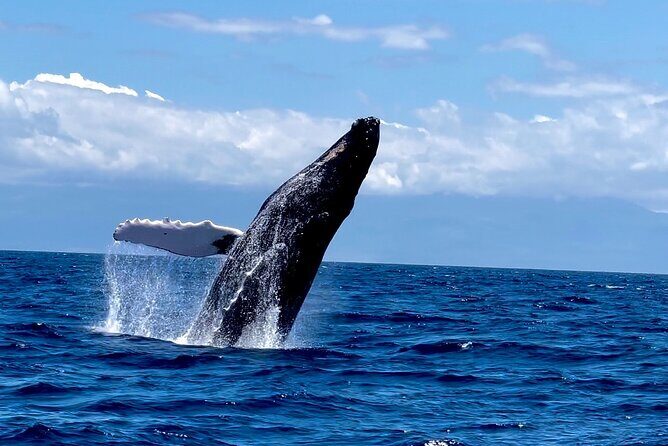 Maui Mid Day Magic Whale Watch - Introducing the Maui Mid Day Magic Whale Watch