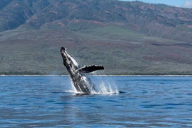 Maui Mid Day Magic Whale Watch - FAQ